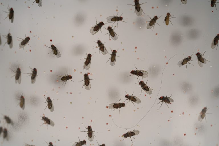 Culturing Fruit Flies - A Quick Start Guide - Monmouthfrogs