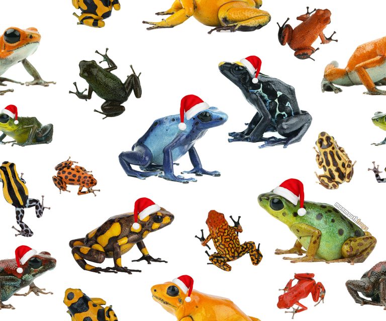 How to Make Custom Wrapping Paper - Monmouthfrogs